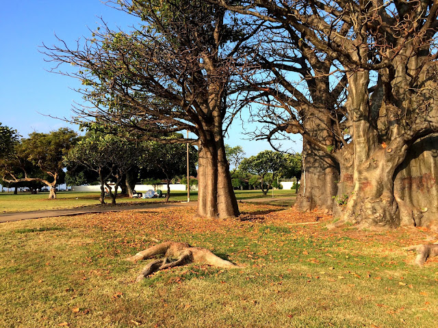 Aloha from Hawaii: The Baobab Tree
