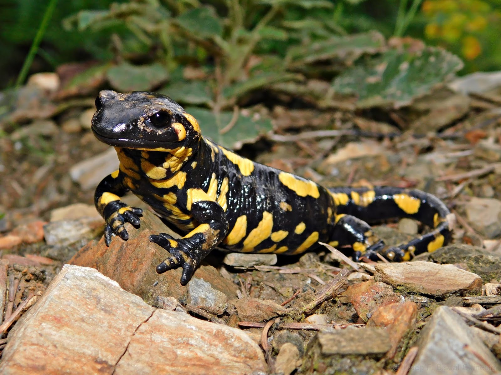 (Paleo-)Herpetología: Salamandra salamandra - Salamandra común