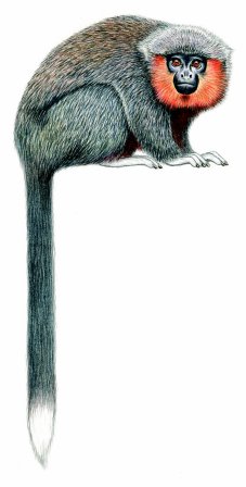 Species New to Science: [Mammalogy • 2002] Callicebus bernhardi & C ...