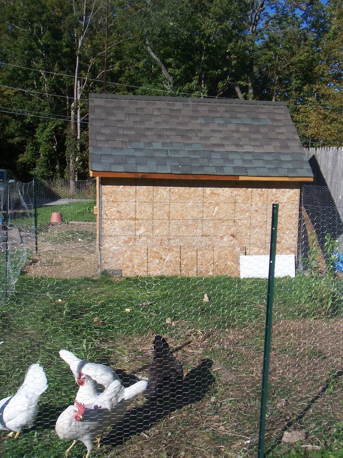 moving chickens - Townsend House