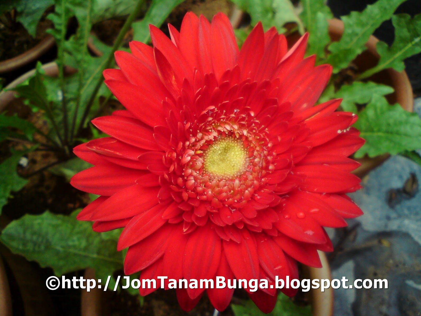 Jom Tanam Bunga: Bunga Daisy Cantik Berseri