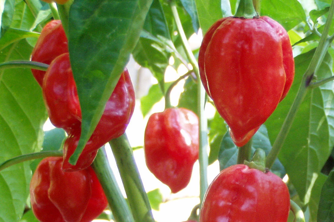 Seeds By Faith: PEPPERS