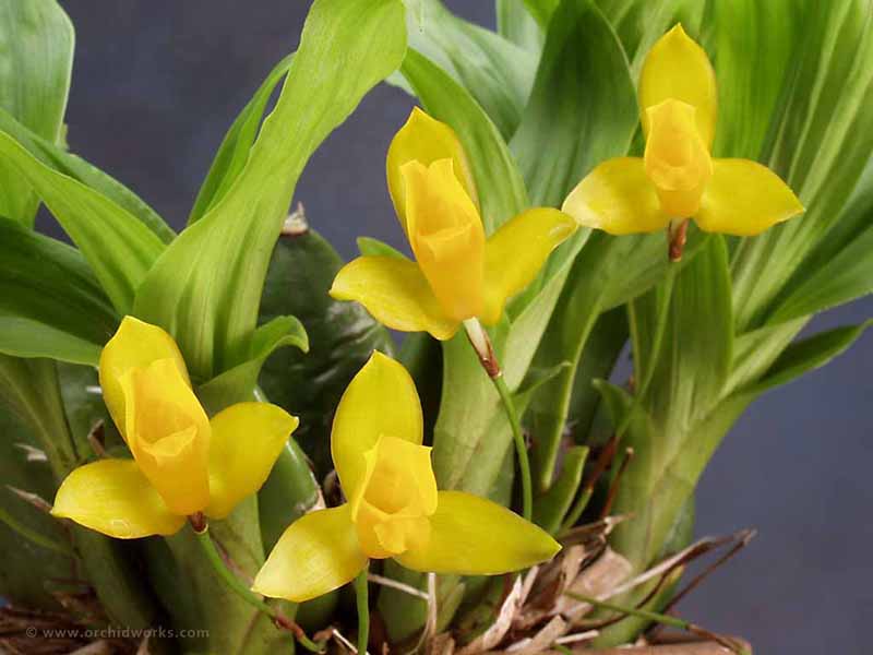 Jom Tanam Bunga: Anggerik Ke Orkid?