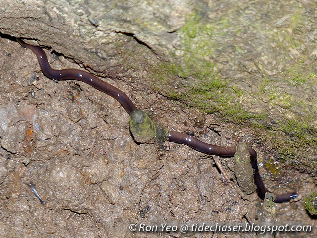 Mangrove Worm