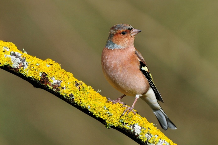 TERRA VIVA: TENTILHÃO