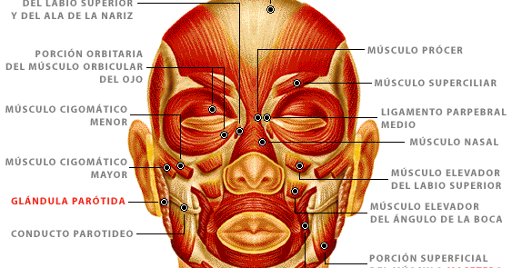Enfermerizate : ANATOMÍA Y FISIOLOGÍA ....Musculos de la Cabeza