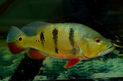 Mania de Aquário: Tucunaré (Peacock bass, Cichla sp.)