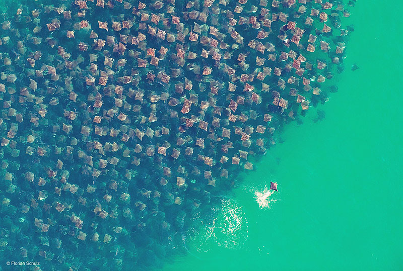The Amazing World : Cownose Ray Migration (The great ocean migration ...
