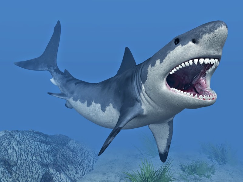 La sensazione di conoscenze: Selachimorpha