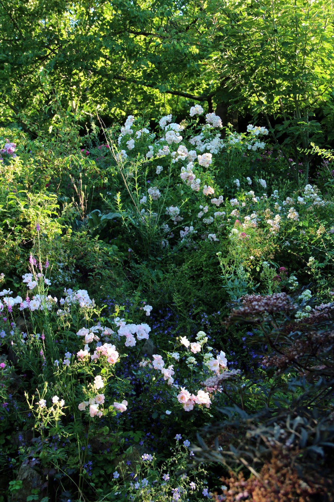 Je suis au jardin : Dans le parfum des roses : la rocaille