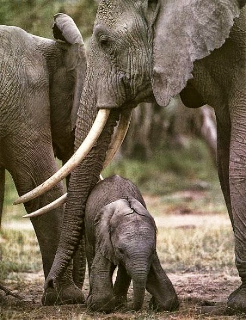 Potpourri literaturnaya: Ivory