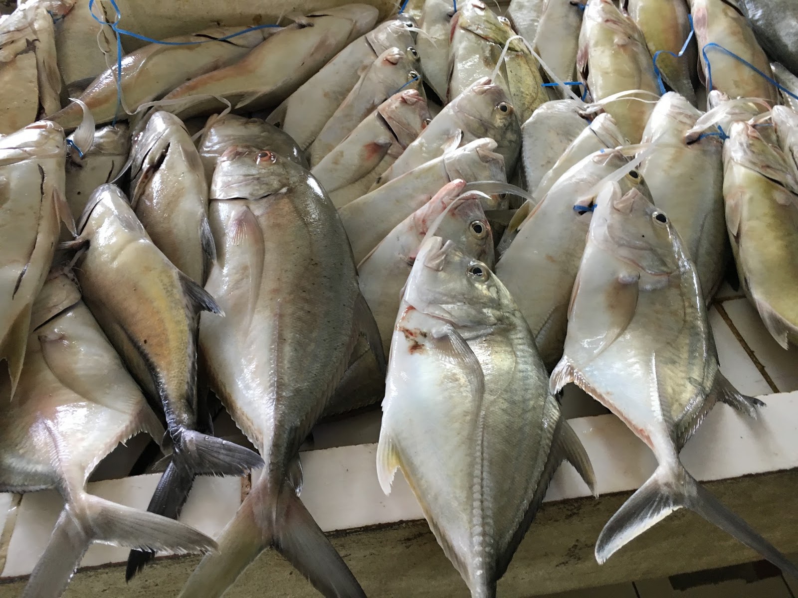 Namaka Market - Nadi, Fiji - Travel is my favorite Sport
