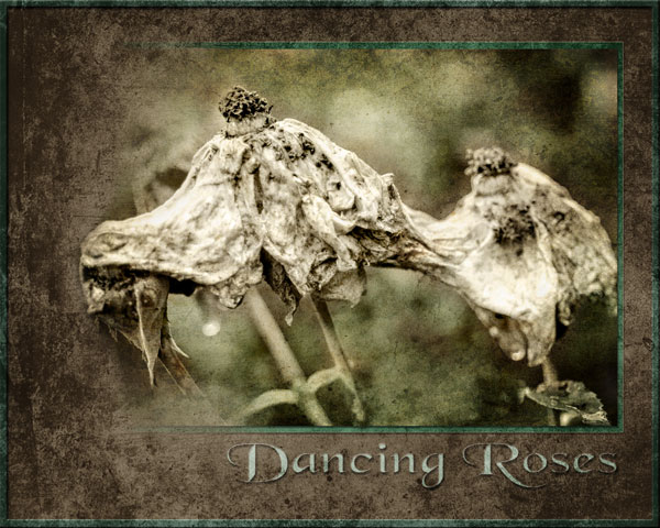 Digital Designs by CarolAnn: Dancing Roses and Angel Rose