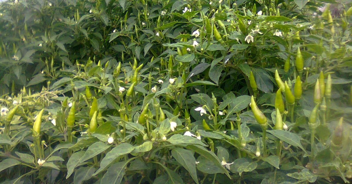 PEMBERIAN PUPUK PERANGSANG BUNGA PADA CABE - Trik dan Tips Budidaya