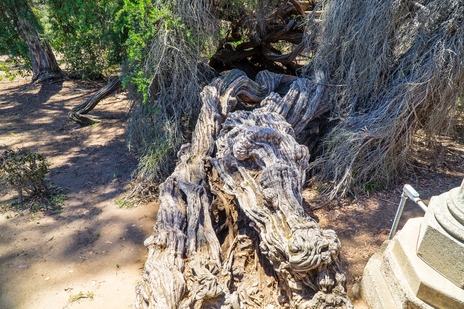 Shot of the Day: Tree Croc