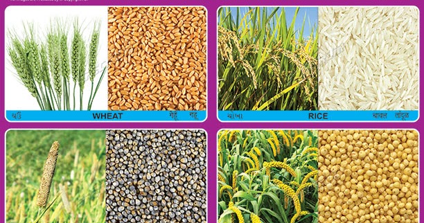Cereals Chart