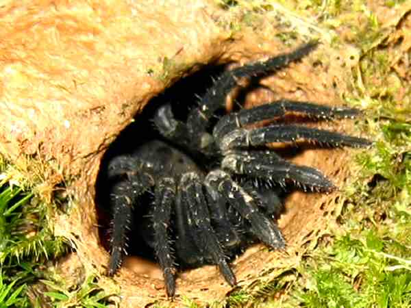 Trapdoor Spider is Declining