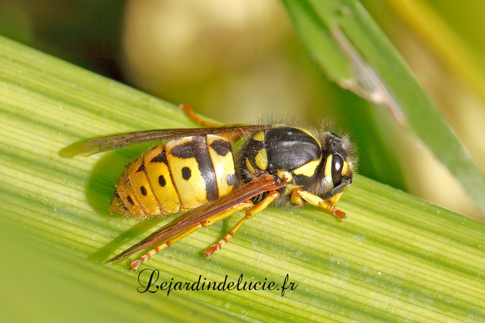 Vespula (Paravespula) germanica et Vespula (Paravespula)vulgaris.
