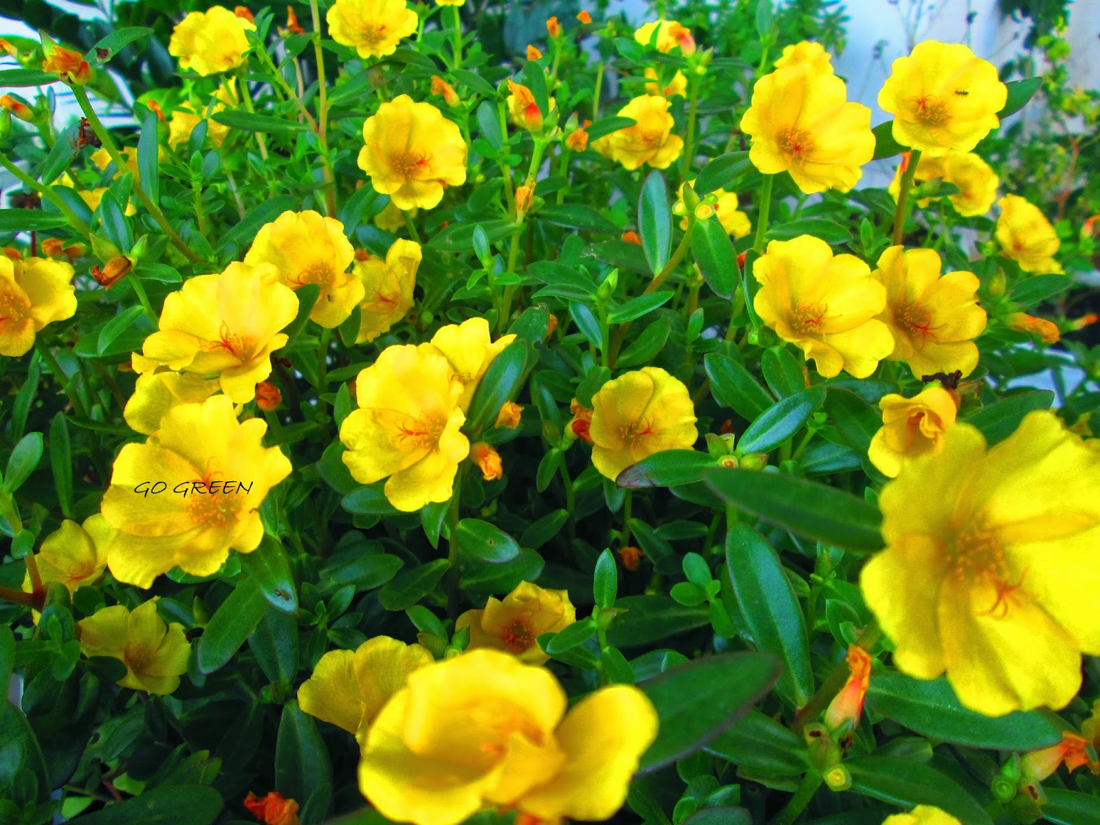 Seeds For Sale Online: Portulaca Grandiflora / Bunga Pukul 10 seeds for ...