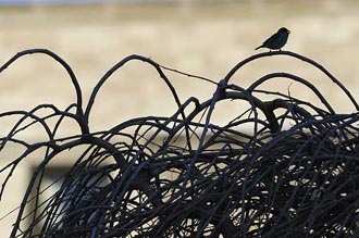 Dendroica: An App to Identify Birdsong