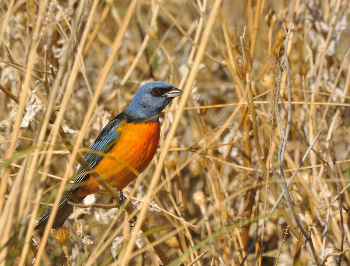 Avistaje de Aves Merlo San Luis: NARANJERO Ave Simbolo para Villa de Merlo