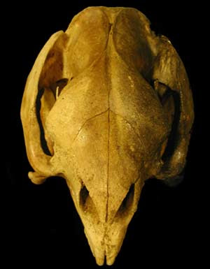 Escenarios prehistóricos: Procoptodon