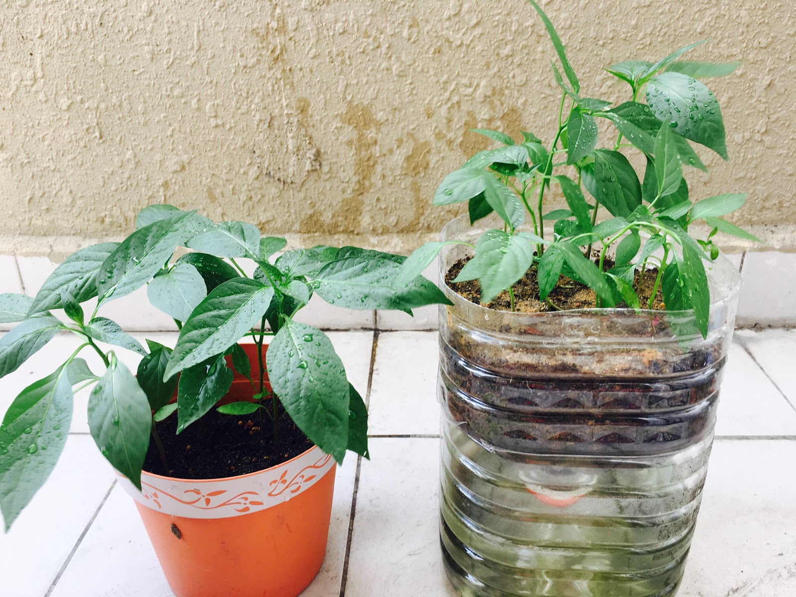 Tips dan Cara Tanam Anak Pokok Cili Merah Yang Subur