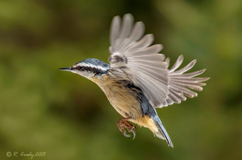 South Shore Birder: Red- breasted Nuthatches in Flight
