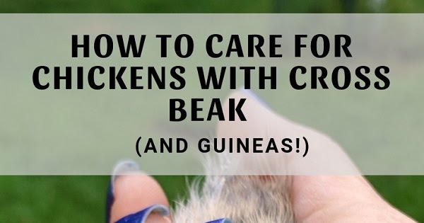 Caring for a chicken with cross beak - Murano Chicken Farm
