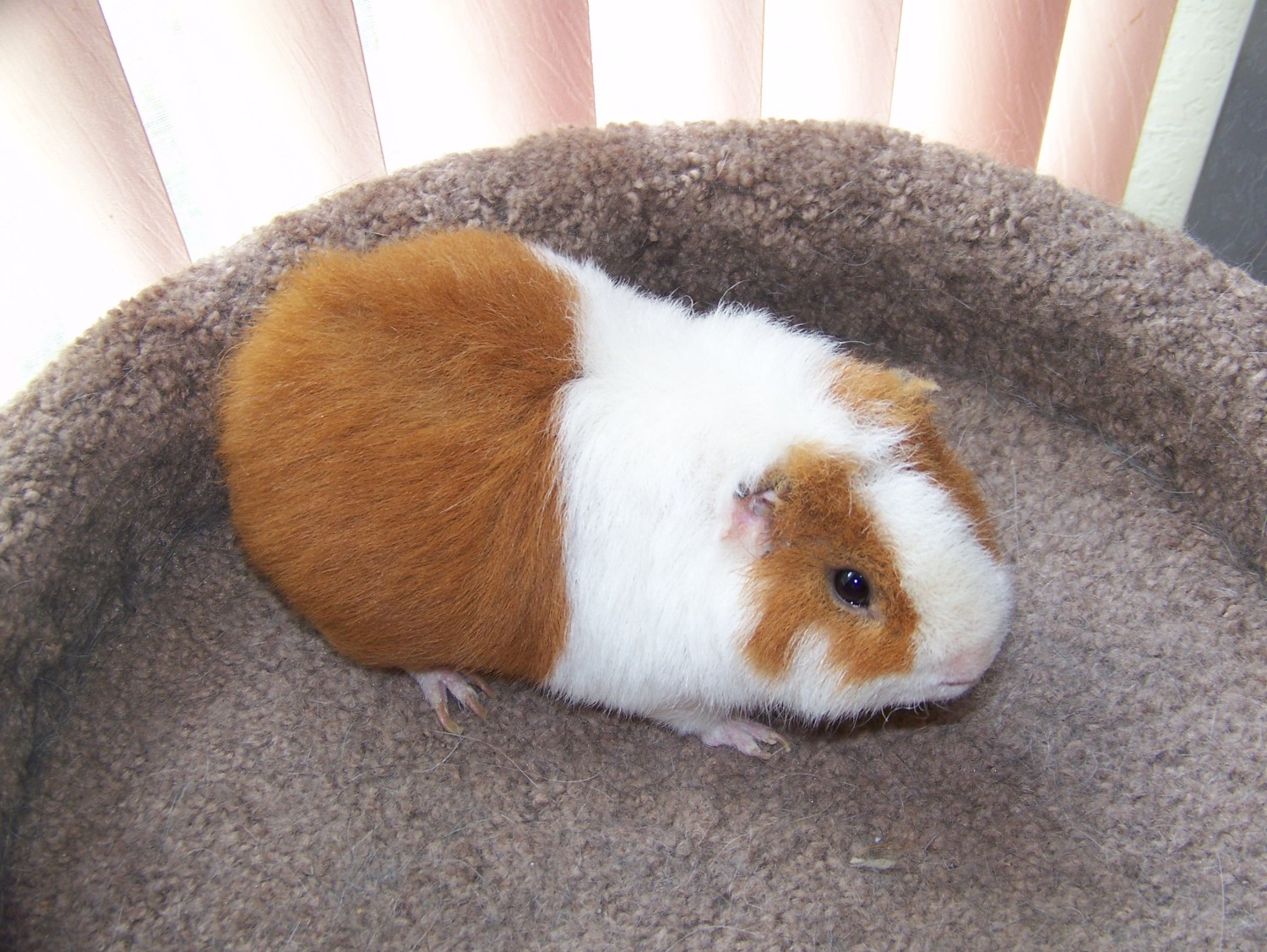 Apezs Segala Pet: Baka Guinea Pig