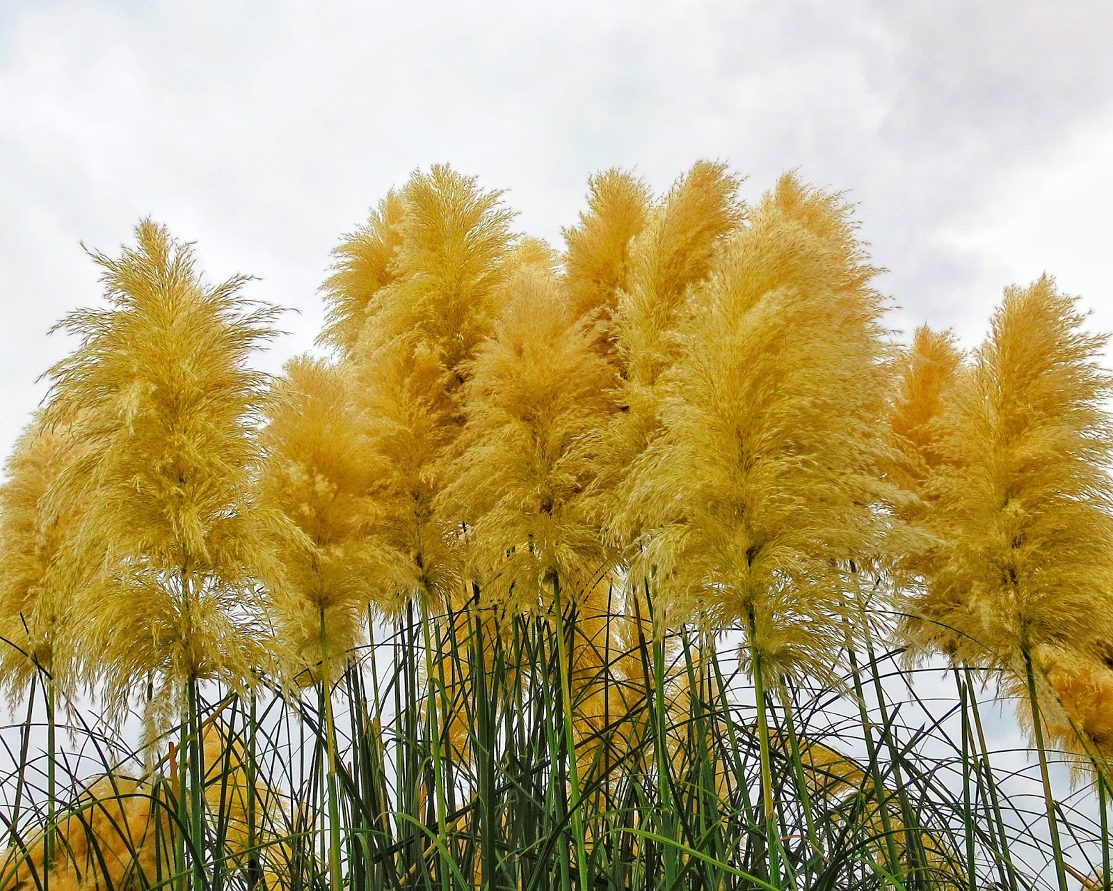 吉祥寺などの情報をゆる～く紹介！: 神代植物公園の「巨大ススキ」