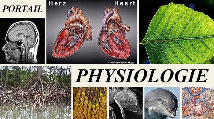 Biologie 10: cours de Physiologie des grandes fonctions svi S5