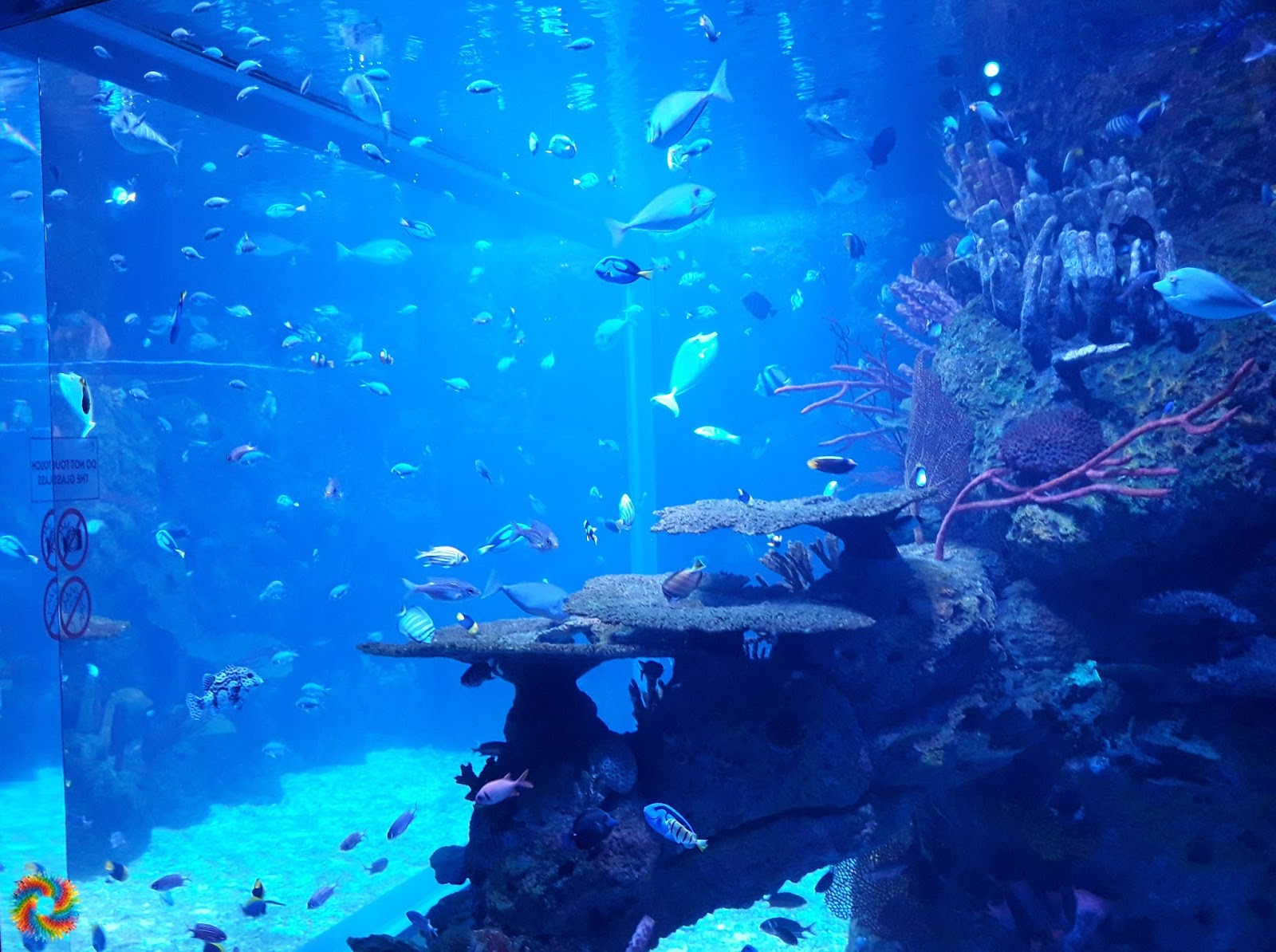 Sebulan Di Jakarta - Jakarta Aquarium - Destinasi Wisata Alternatif ...