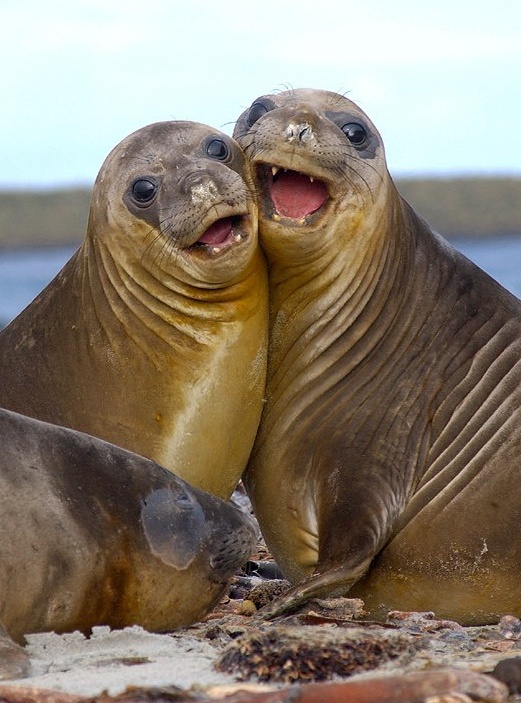 Smiling Seals | Express Photos