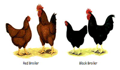 CARA MEMELIHARA AYAM NEGERI – Jati.id