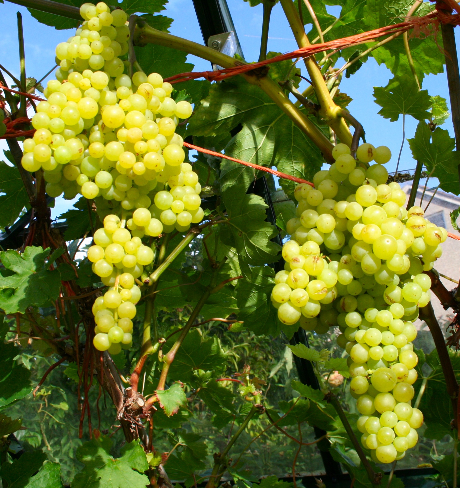Scottish Artist and his Garden: END OF THE HARVESTING SEASON