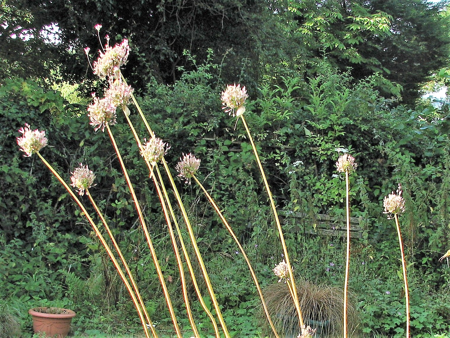 Ramblings of a Naturalist: Edible wild leek bulbs