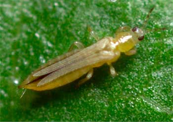 Thrips - Insects Morphology