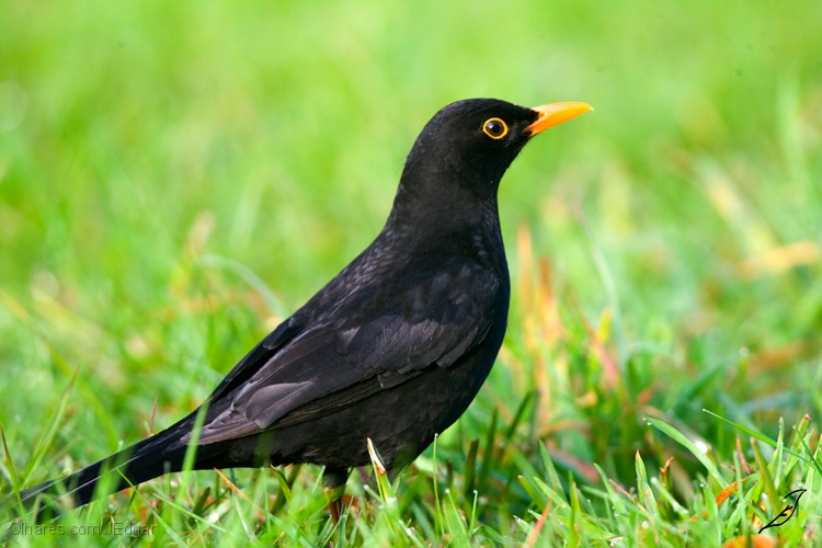 Número de Matrícula - 16429: Melros e minhocas!