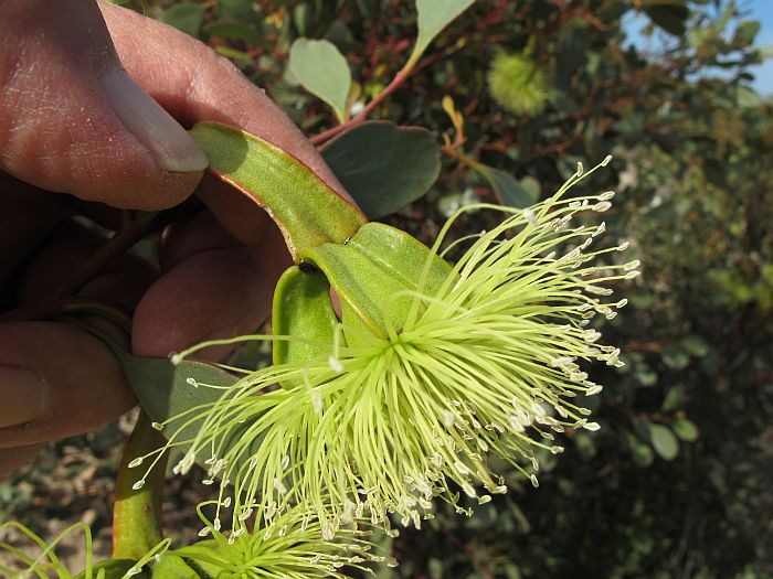Esperance Wildflowers: Eucalyptus platypus subsp. congregata - Moort