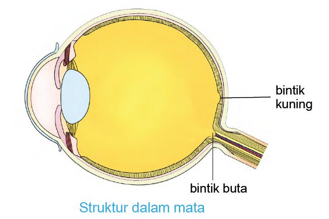 CONTOH LAPORAN PRAKTIKUM BINTIK BUTA PADA MATA