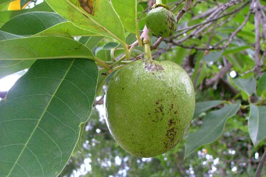 FRUTAS BRASIL: A Familia Anonáceas
