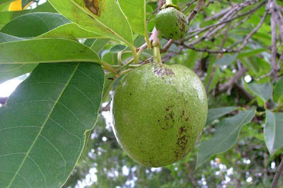 FRUTAS BRASIL: A Familia Anonáceas