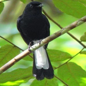 PROFIL LENGKAP KACER LUTUNG : SI HITAM MENAWAN