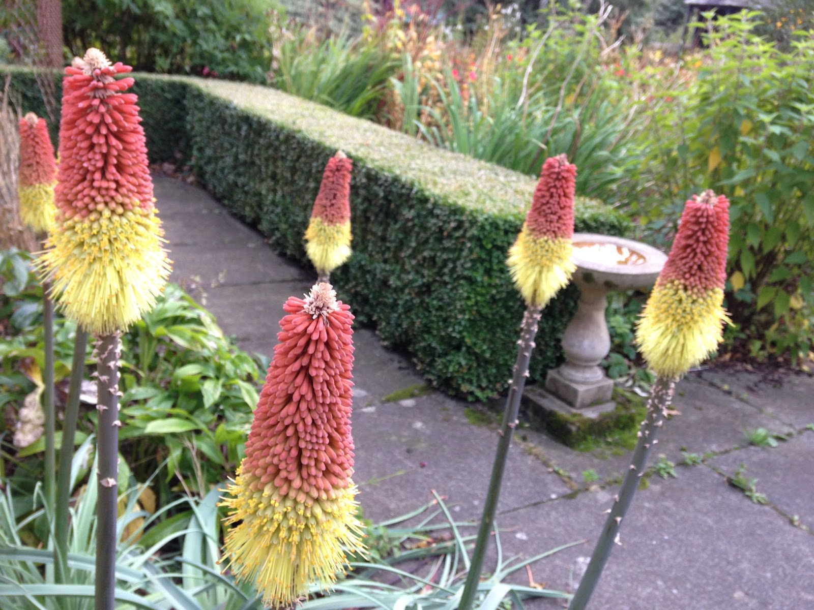 TrogTrogBee: Kniphofia caulescens