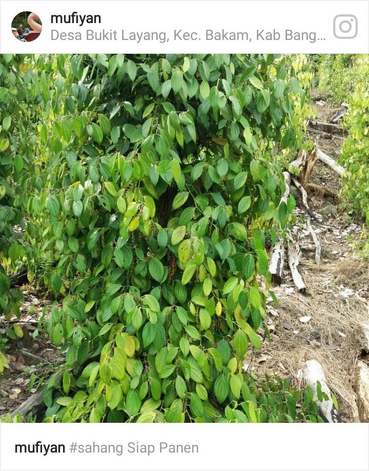 #sahang Siap Panen