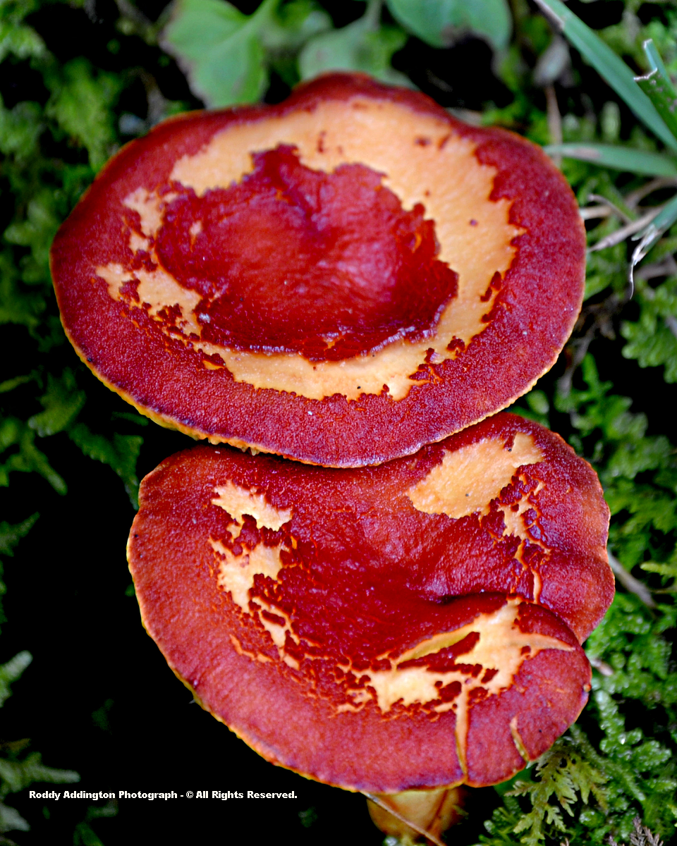 Mesophytes Plants Examples