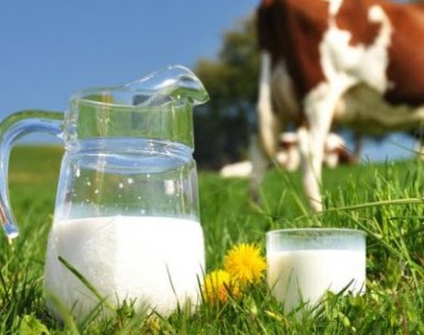 pengertian dan komposisi nutrisi susu sapi perah - Elinotes review