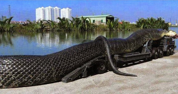 Gigantic Anaconda Found Dead (VIDEO). What Was Seen In Its Stomach Will ...