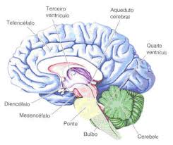 NEUROPSICOLOGIA: CORTEZA CEREBRAL